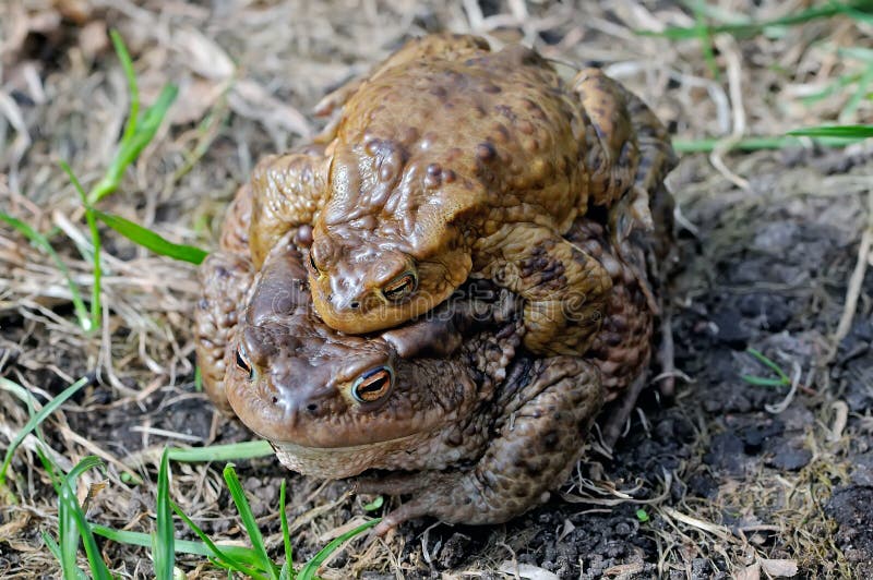 Reproduction of toads. stock photo. Image of pond, macro - 45510946