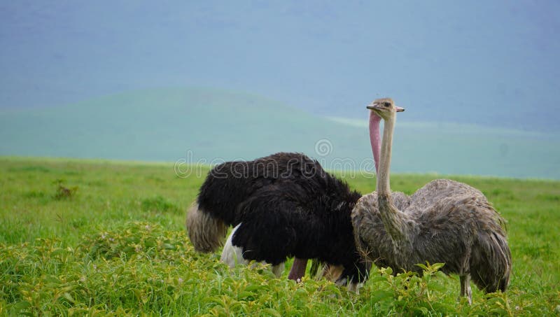Mating Couple Ostriches Stock Photos - Free & Royalty-Free Stock Photos ...