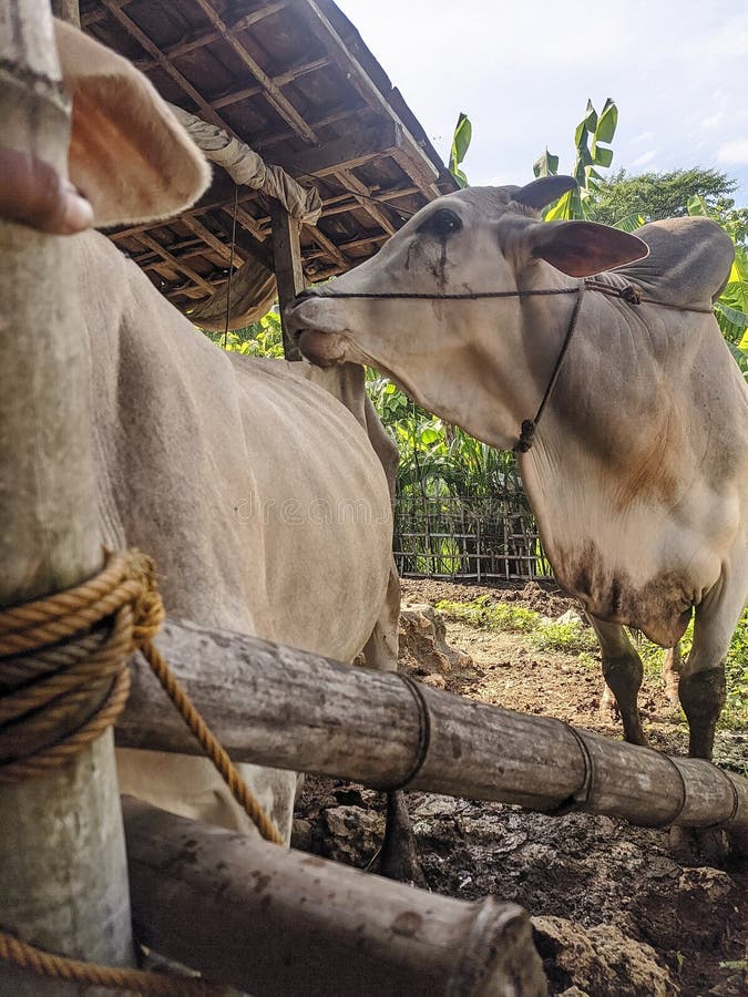 Mating cows stock image. Image of married, wildlife - 352392239