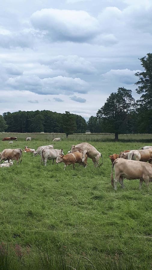 Cows mating stock photo. Image of farm, drinking, brown - 26267680