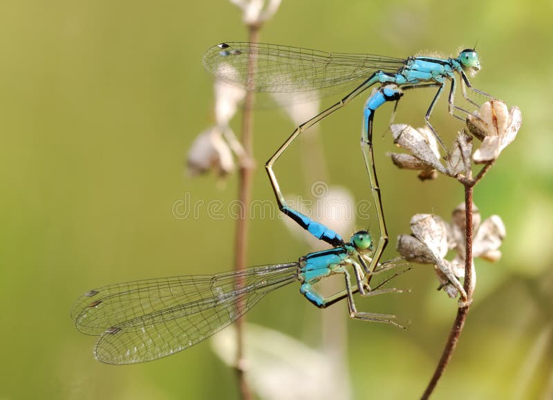 Mating Damselflies stock photo. Image of leeds, common - 56356740