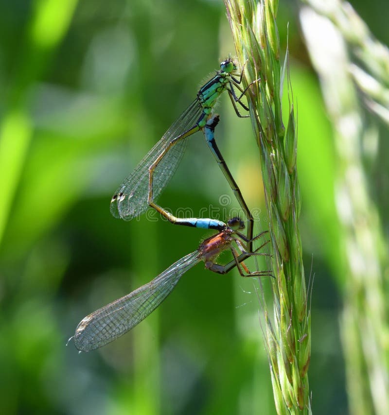 435 Mating Odonata Stock Photos - Free & Royalty-Free Stock Photos from ...