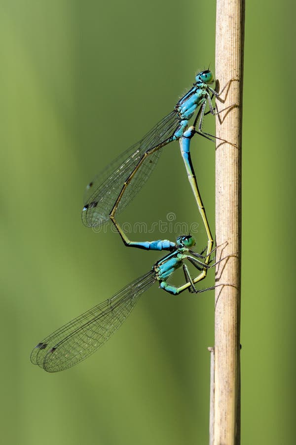 Mating of the damselflies stock image. Image of beautiful - 220509079