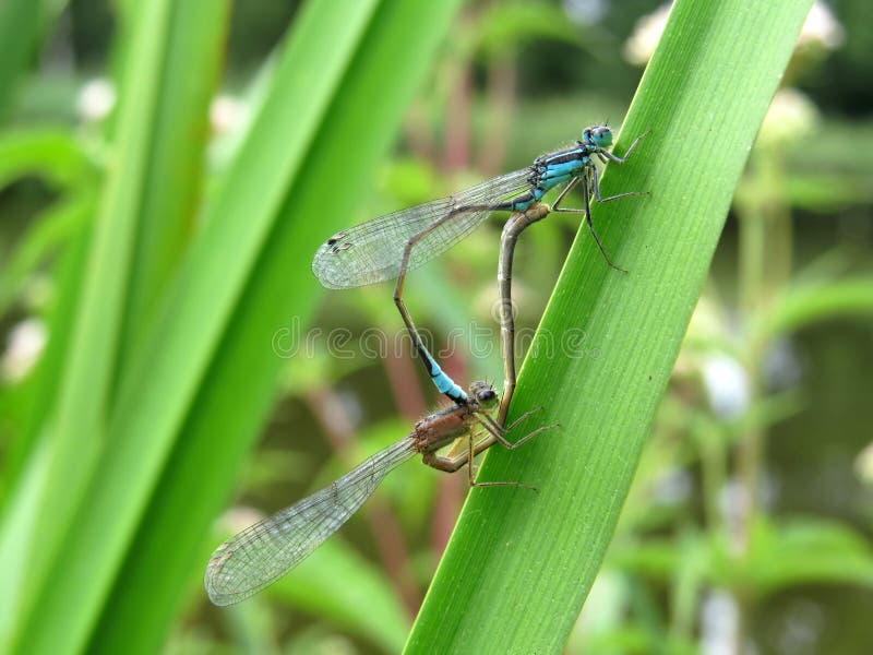 Mating Damselflies stock photo. Image of leeds, common - 56356740