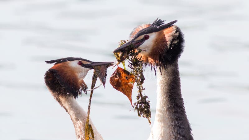 Mating Dances of Great Grebes on the Lake in Spring Stock Photo - Image ...