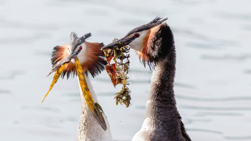 Mating Dances of Great Grebes on the Lake in Spring Stock Photo - Image ...