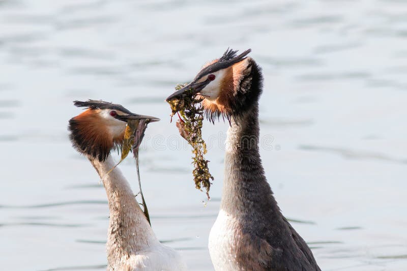 Mating Dances of Great Grebes on the Lake in Spring Stock Photo - Image ...