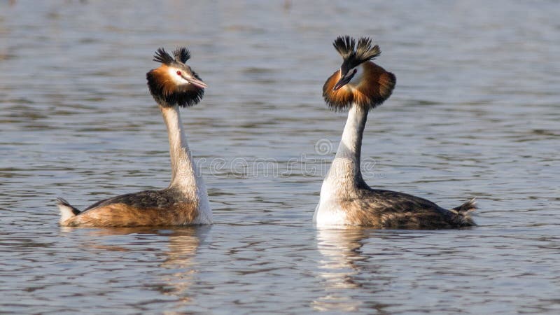 Mating Dances of Great Grebes on the Lake in Spring Stock Photo - Image ...