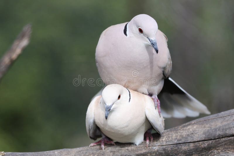 Mating Doves stock photo. Image of animal, pair, outdoors - 11060574