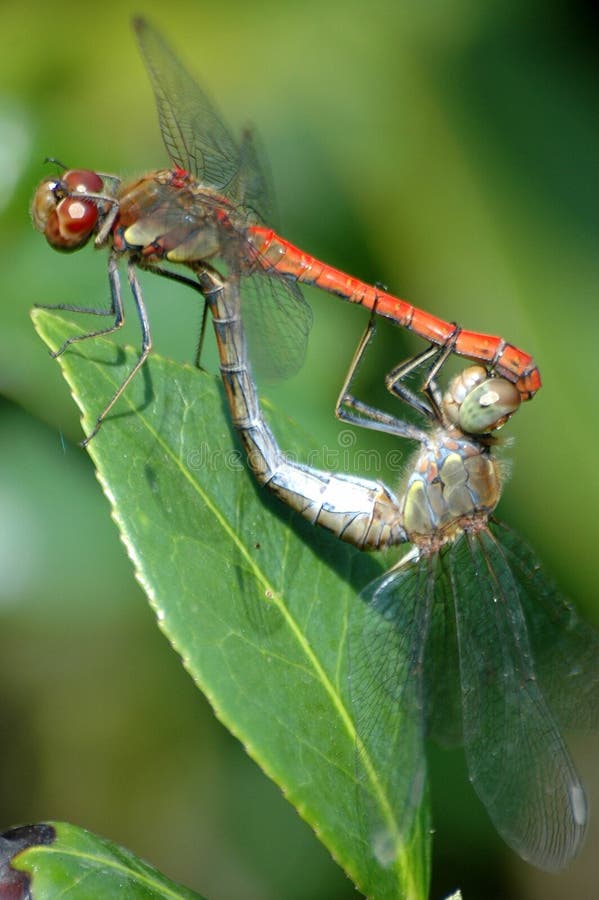 18+ Mating dragonflies Free Stock Photos - StockFreeImages