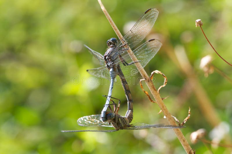 Mating Dragonflies stock image. Image of mating, odonata - 18521177