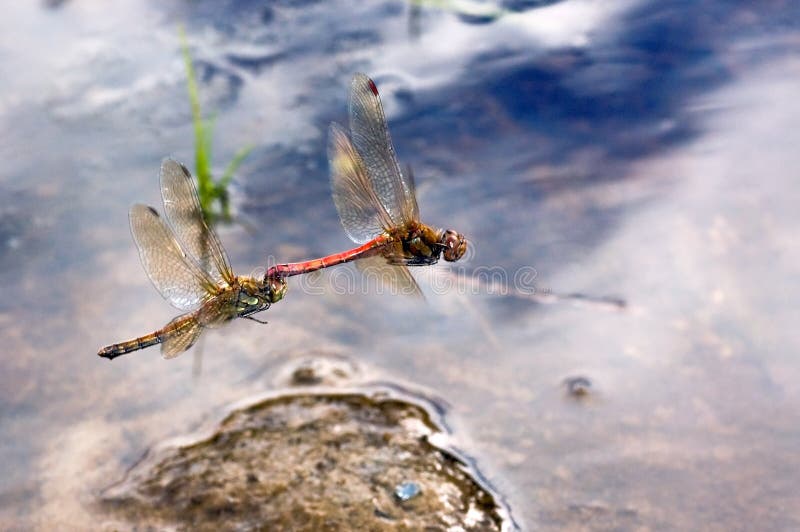 A Pair Of Dragonflies In Flight Stock Image - Image of fragility, life ...