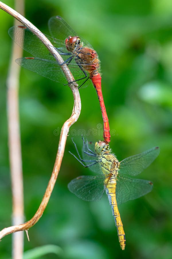 Mating dragonflies stock image. Image of ecology, arthropod - 225541669