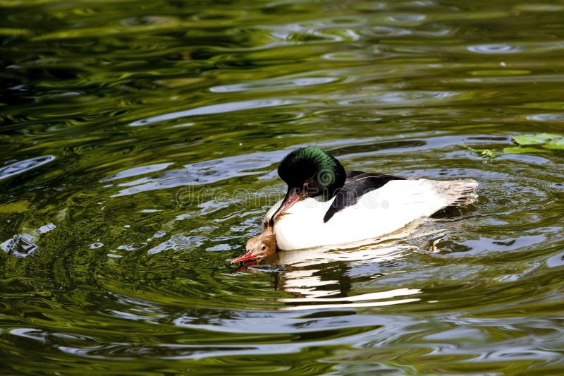 The Duck Couple Visits the Field during the Ripe Season Stock Image ...