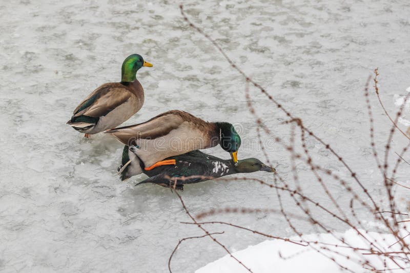 Mating ducks on stock image. Image of brown, group, macro - 178658455