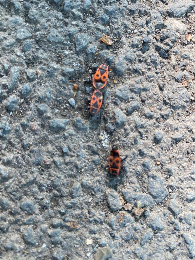 Mating fire bugs crawl stock photo. Image of entomology - 319397238