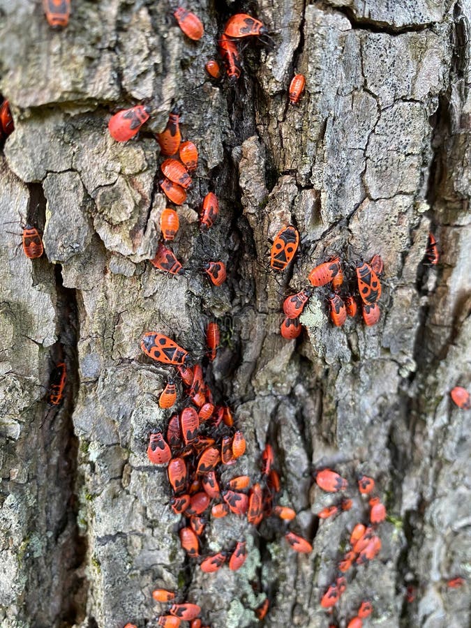 Mating Fire Bugs Crawl Across the Tree Stock Image - Image of crawl ...