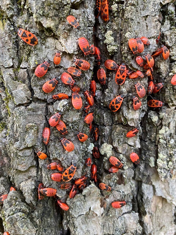Mating Fire Bugs Crawl Across the Tree Stock Photo - Image of insect ...