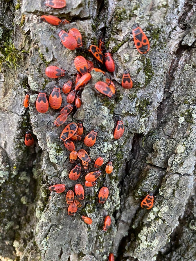 Mating Fire Bugs Crawl Across the Tree Stock Photo - Image of mating ...