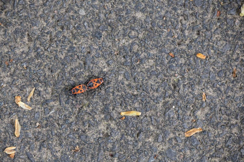 Mating fire bugs crawl stock image. Image of mating - 319397373