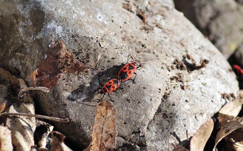 Mating Fire Bugs Stone Stock Photos - Free & Royalty-Free Stock Photos ...