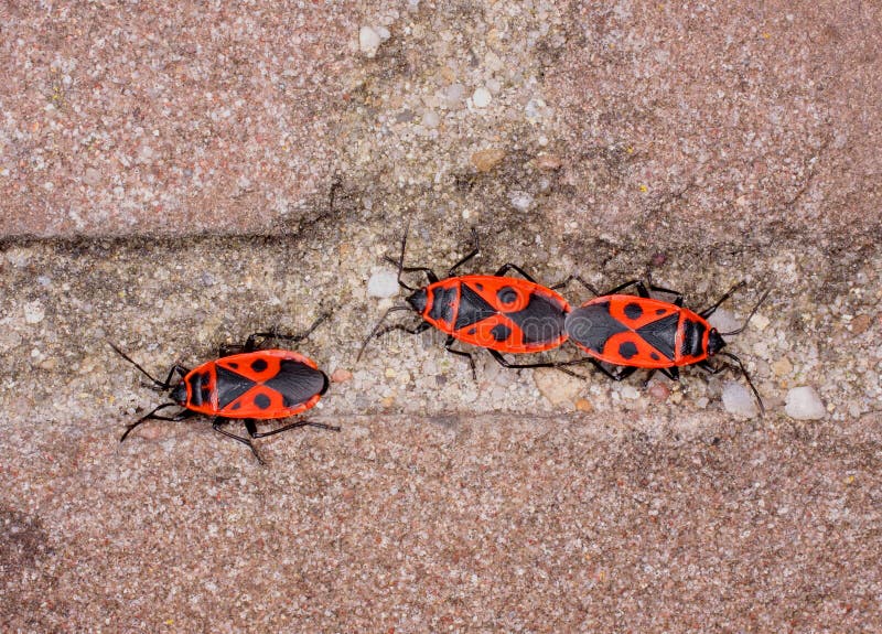 Mating Firebug on a Wall (Pyrrhocoris Apterus) Stock Image - Image of ...