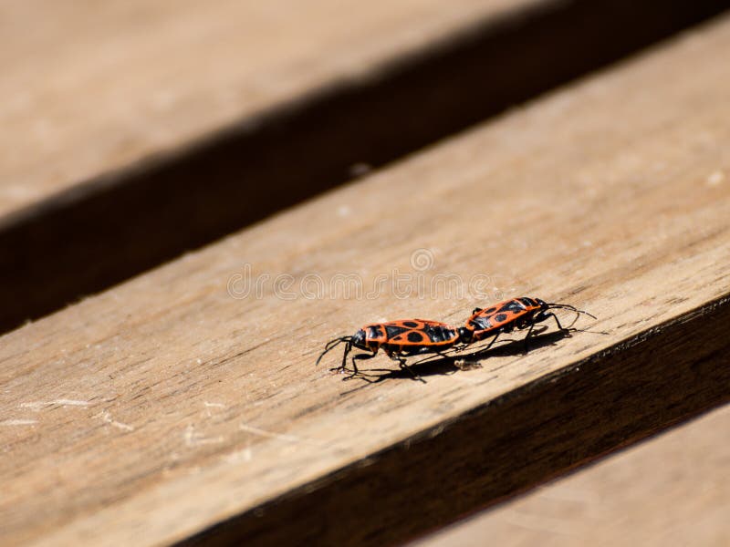 Mating firebugs stock image. Image of apterus, firebugs - 58744109