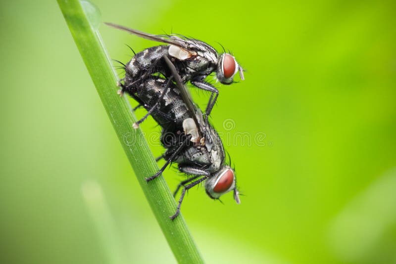 Reproducing Couple Stock Photos - Free & Royalty-Free Stock Photos from ...