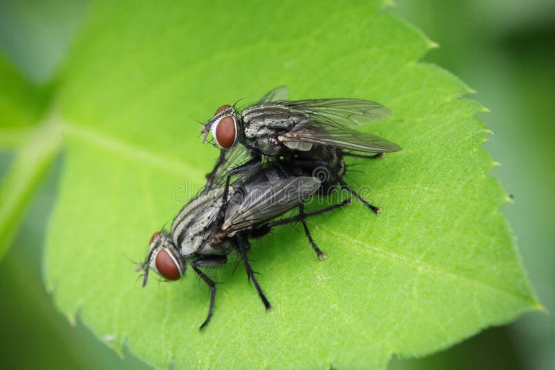 Mating flies stock image. Image of details, reproducing - 31205789