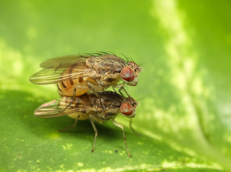 Mating flies stock photo. Image of green, vegetation - 42012510