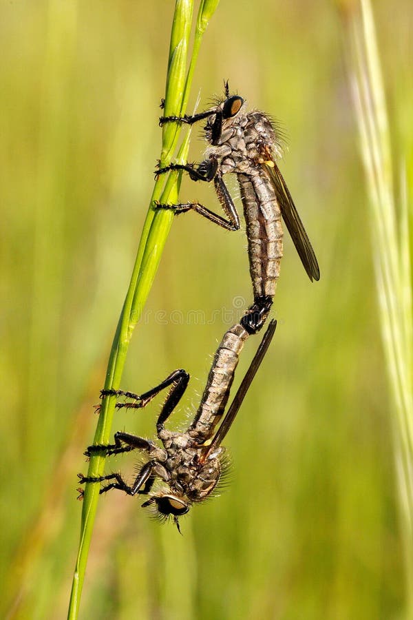 Mating of the Flies on the Grass Stock Image - Image of meadow, animals ...