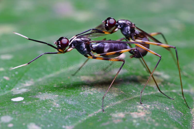 Mating flies stock photo. Image of leaf, reproduction - 124691780