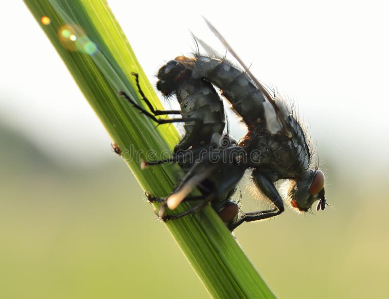 Mating of a flies stock image. Image of bokeh, meadow - 36561567