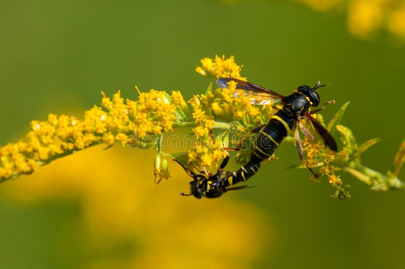 Mating Flower Flies stock photo. Image of female, mating - 36865888