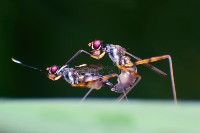 Mating fly stock image. Image of hoverfly, night, insects - 97611297