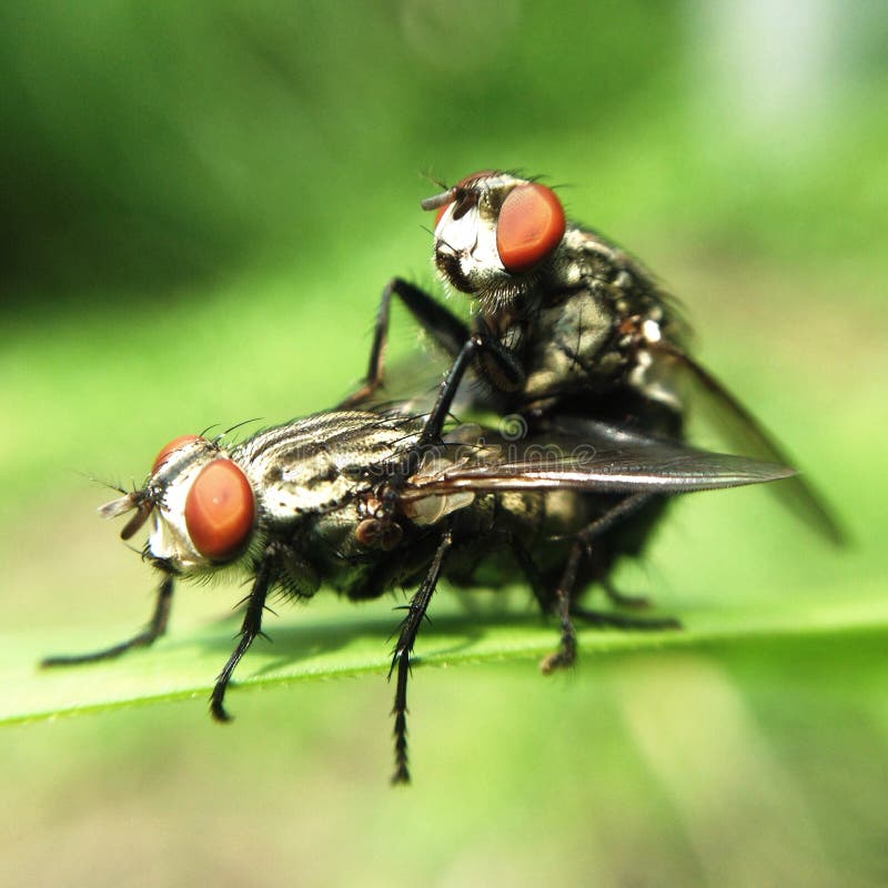 Mating flys stock image. Image of leaves, flys, shot - 56966273