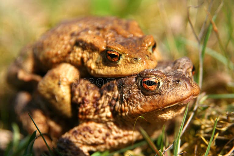 4,155 Mating Season Animals Stock Photos - Free & Royalty-Free Stock ...