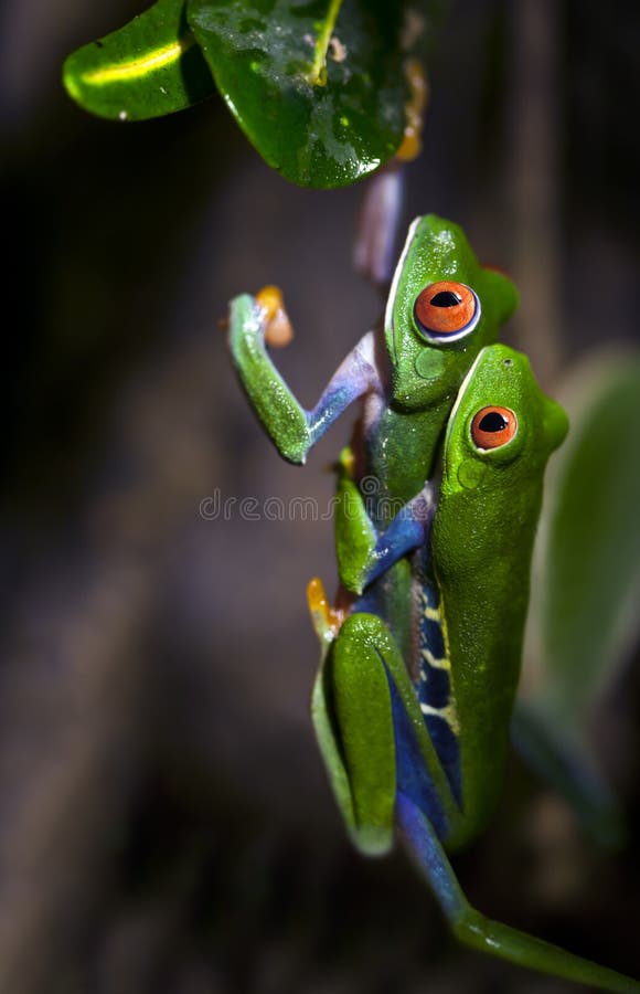 Mating Frogs stock image. Image of rica, nature, leaf - 20401761