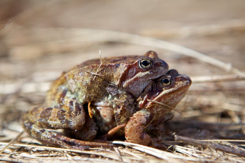 Mating frogs stock image. Image of animals, profile, color - 9660467