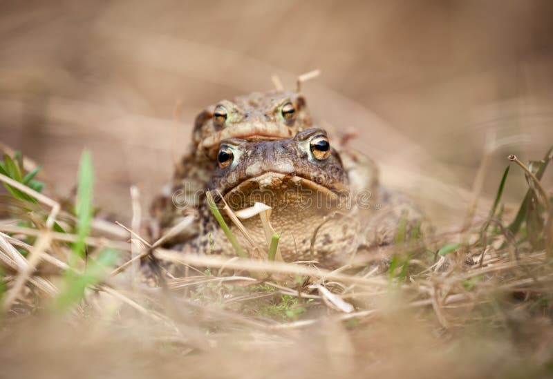 Mating frogs stock photo. Image of copulation, view, animal - 52981334