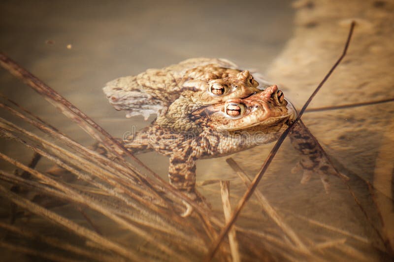 Mating frogs stock photo. Image of mating, amphibian - 53069390
