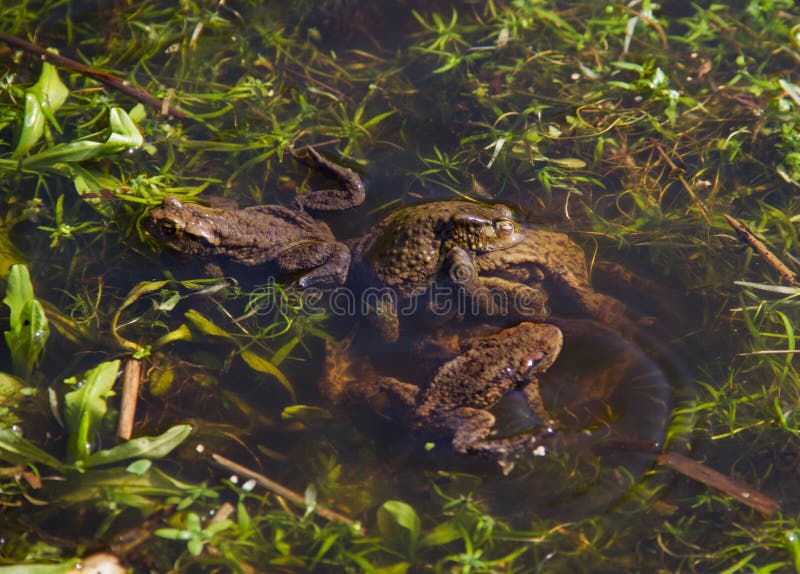 Mating frogs stock image. Image of amphibian, behaviour - 178535065