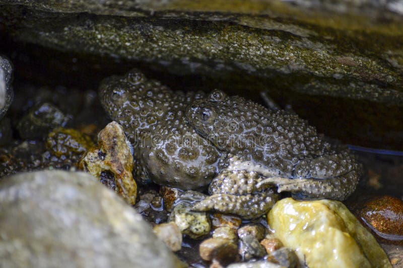 Mating frogs stock photo. Image of frog, humping, animal - 325893594