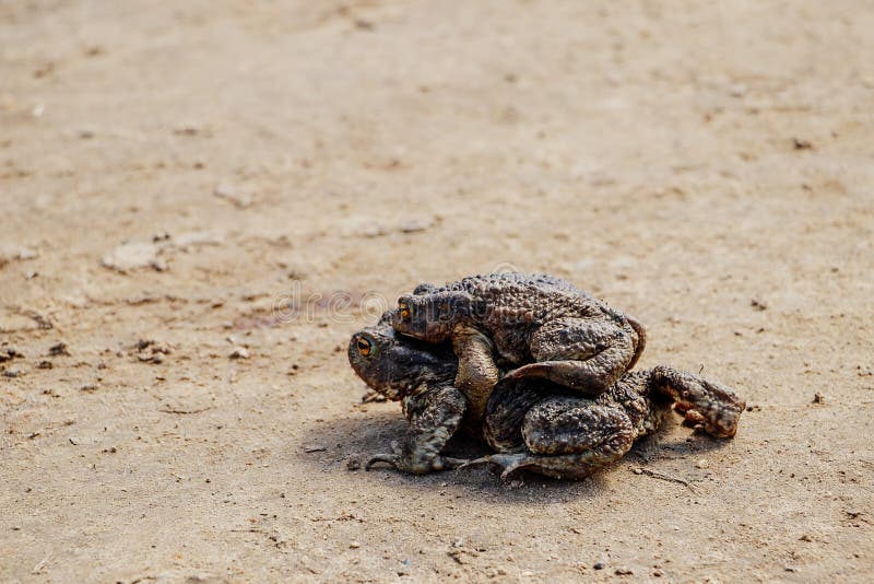 Mating Frogs in Spring Time, Big Toads Close-up Stock Photo - Image of ...