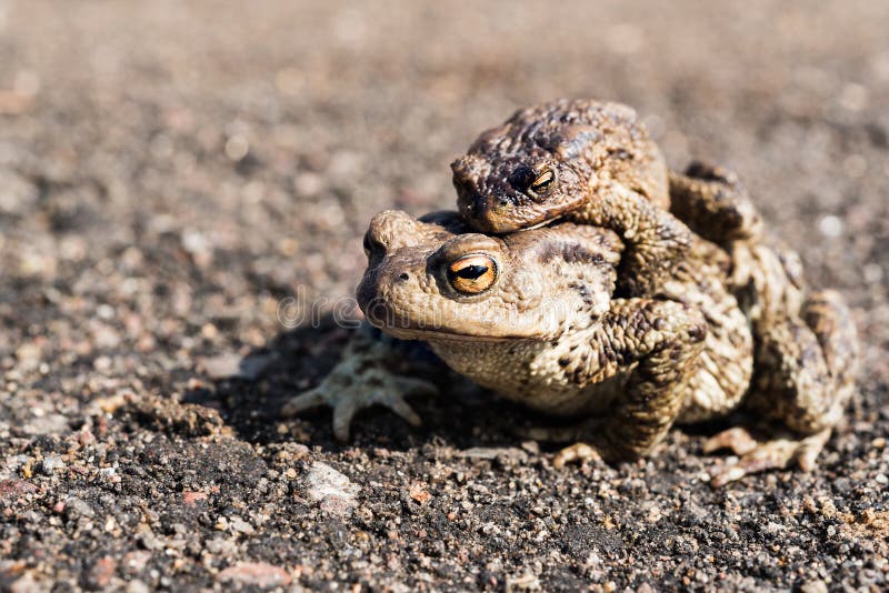 Mating frogs stock photo. Image of couple, toad, pair - 53888764