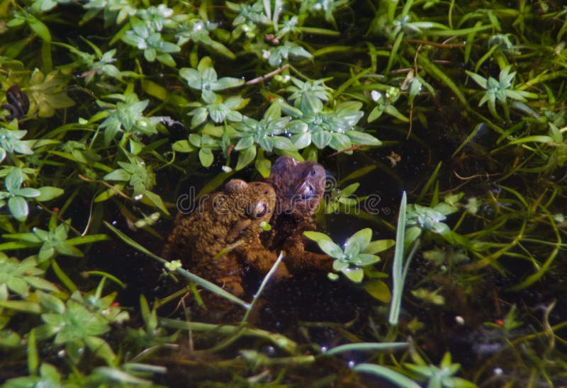 Mating frogs stock image. Image of amphibian, behaviour - 178535065