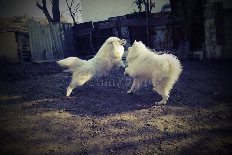 Samoyed breed stock photo. Image of sculpture, wildlife - 341342146