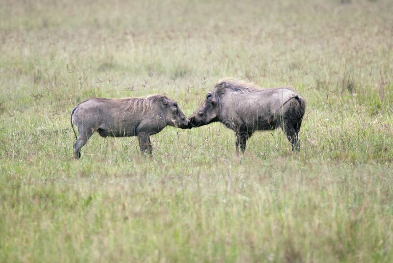 Wild boar mating stock image. Image of breed, nature - 18885969
