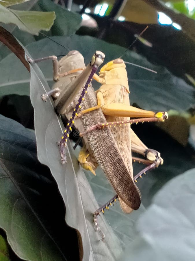 Mating grasshopper couple stock image. Image of mating - 235255211