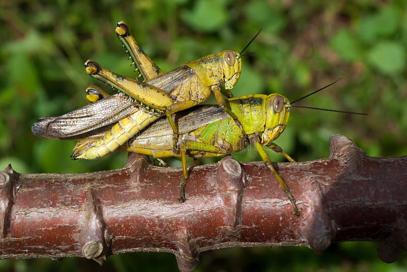 Mating grasshopper stock image. Image of insect, grasshopper - 234428891